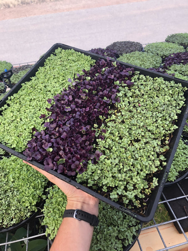 Family Mixed Micro Green Tray - Michelle Nazaroff's Vitality Hero