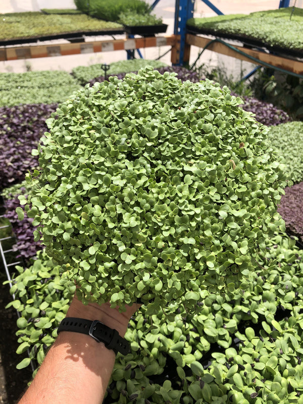 Regular Broccoli Microgreen Tray - Michelle Nazaroff's Vitality Hero